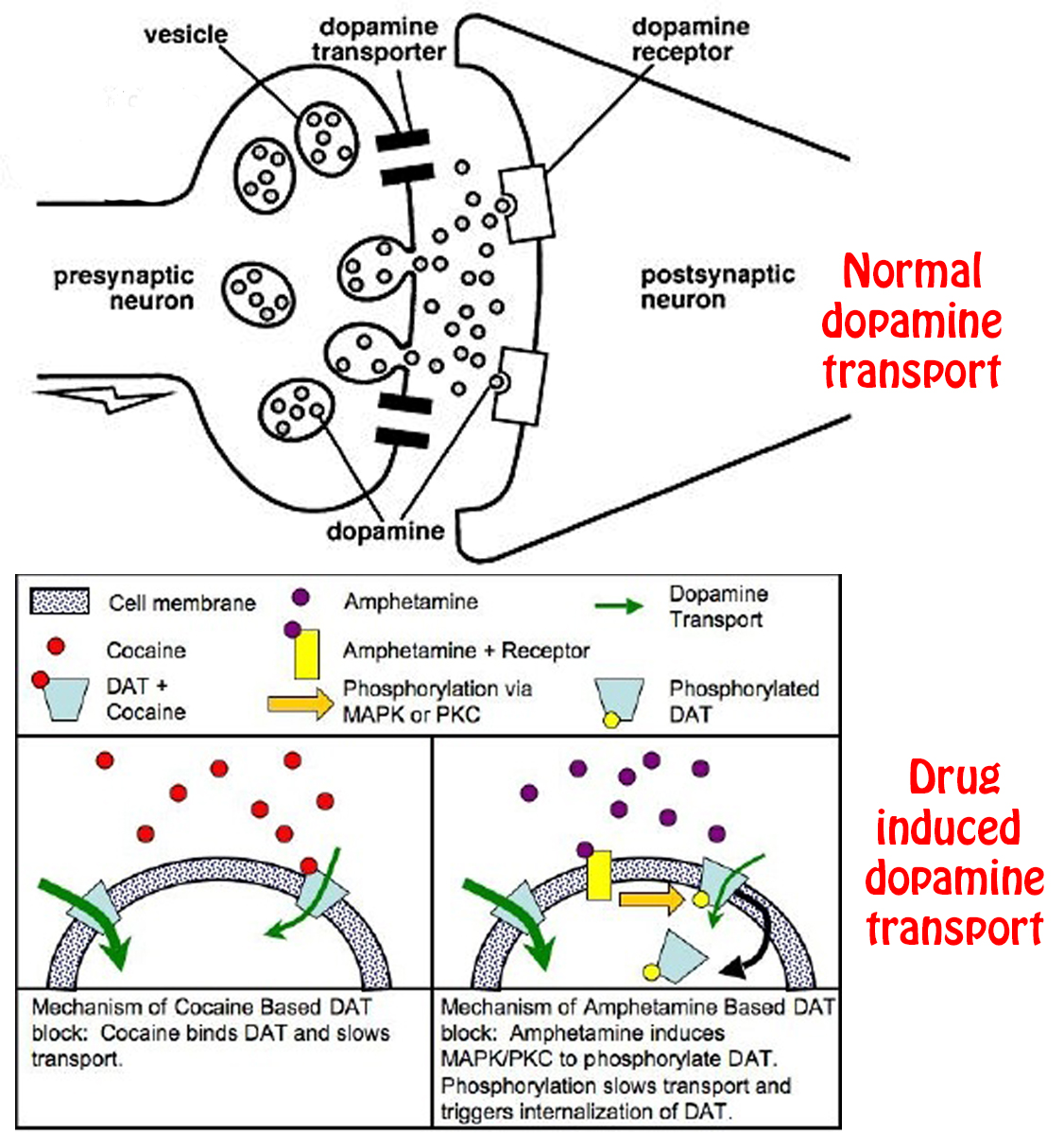 Dopamine, Learning, Accomplishment and Exercise – Sweat Sweetly